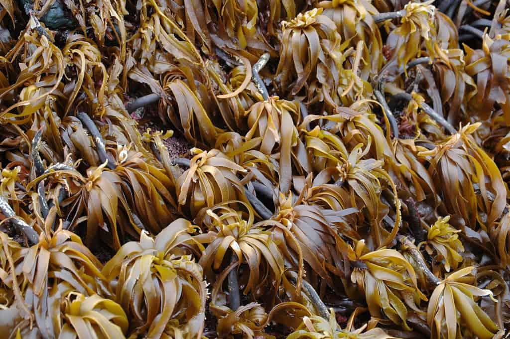 Seaweed as Food and Medicine · CommonWealth Holistic Herbalism