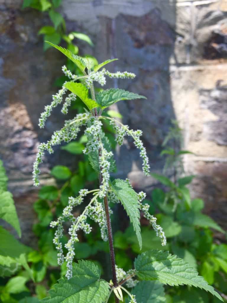 nettle4 · CommonWealth Holistic Herbalism