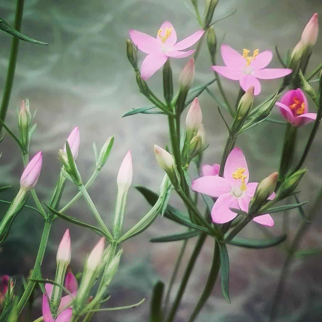 Centaury: Herb of the Week · CommonWealth Holistic Herbalism