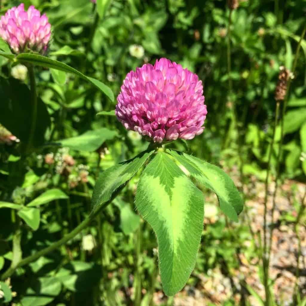Red Clover: Herb of the Week · CommonWealth Holistic Herbalism