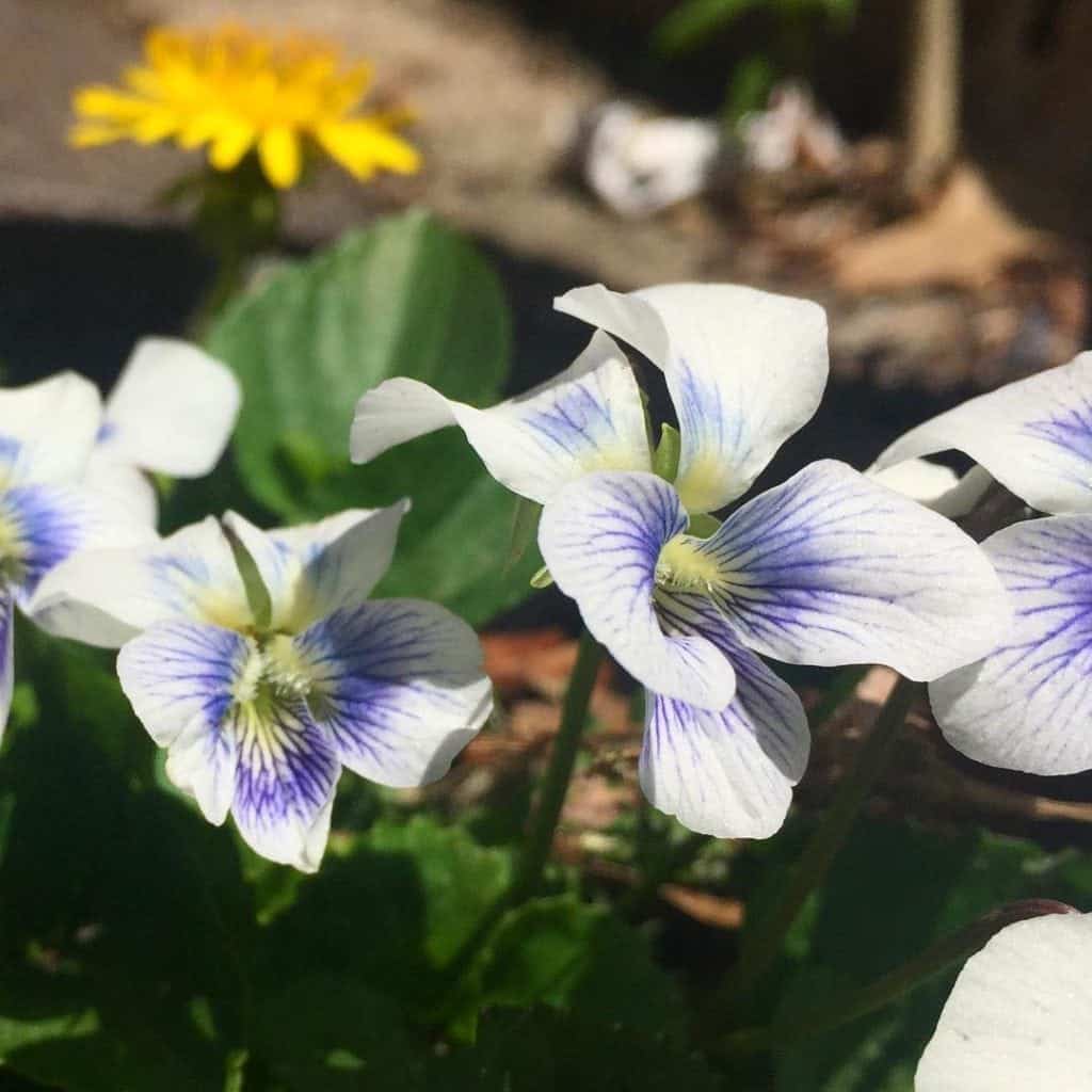 Violet: Herb of the Week · CommonWealth Holistic Herbalism
