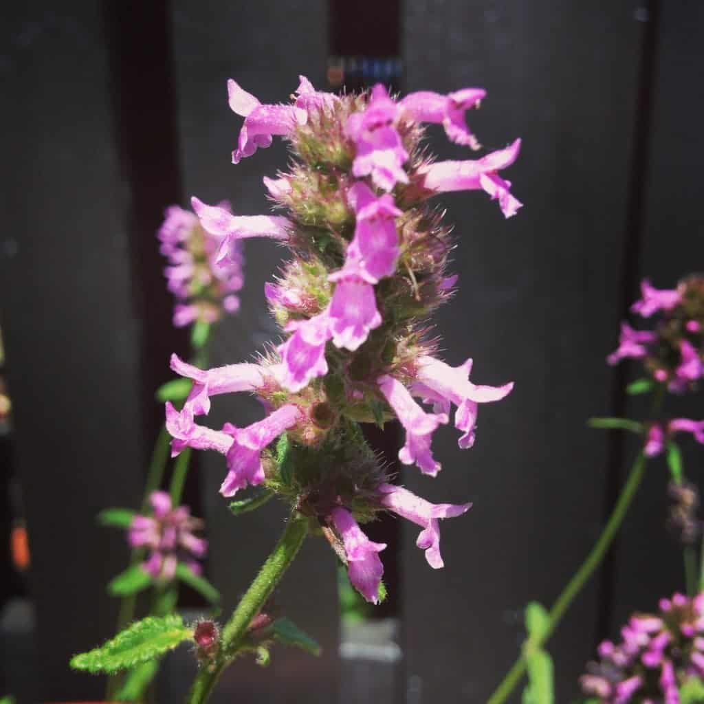 Betony: Herb of the Week · CommonWealth Holistic Herbalism