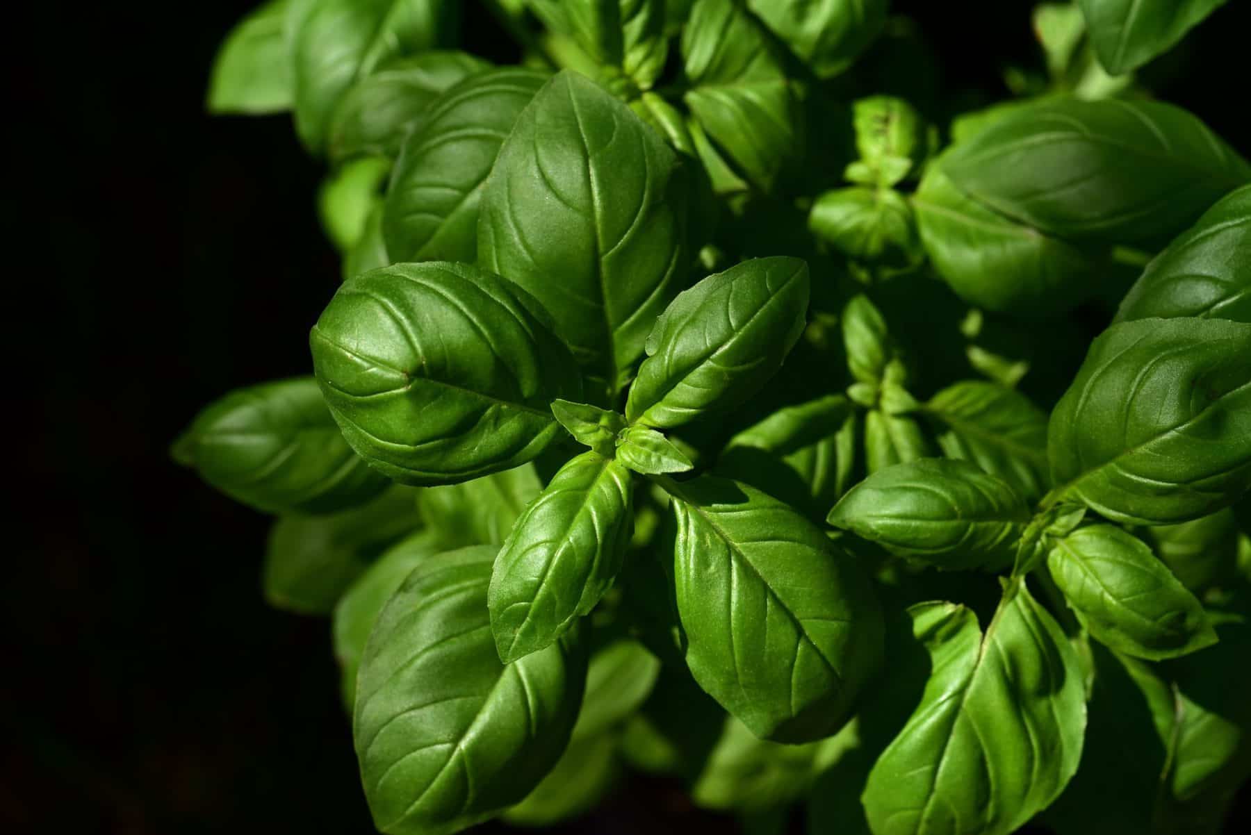 basil · CommonWealth Holistic Herbalism