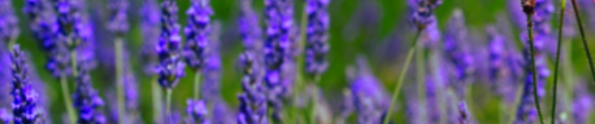 banner no text · CommonWealth Holistic Herbalism