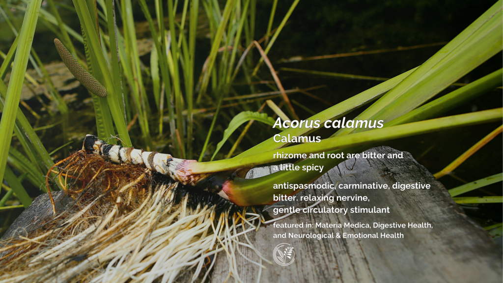 Calamus Wallpaper, Acorus calamus · CommonWealth Holistic Herbalism